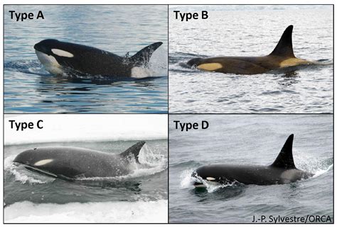 Orca Aware Orca Of The World