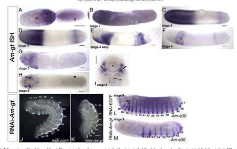 Figure From Evolution Of Developmental Control Mechanisms Giant