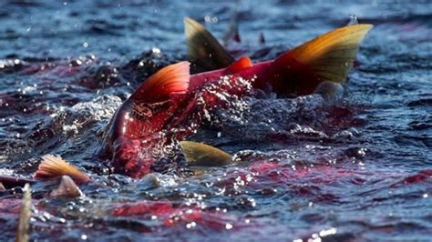 Pacific Salmon Commission Raises Forecast For Bc Fraser River Pink