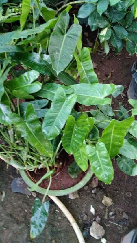 Gallery Sri Sai Nursery Garden