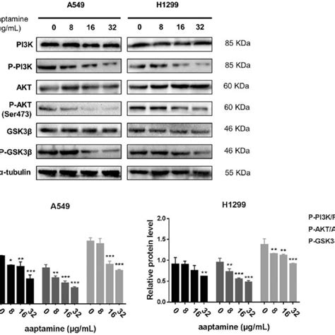 Aaptamine Deactivates Pi3kaktgsk3b In Nsclc Cells A Western Blot