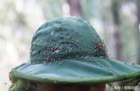 蚊區的邊防軍人有多苦每立方米最多1700隻蚊7隻軍犬因蚊犧牲 每日頭條