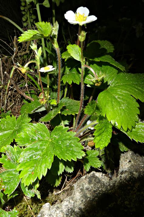 Fragaria Vesca Burgenland Flora