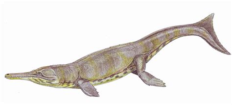 Metriorhynchidae Fossil Wiki Fandom Powered By Wikia