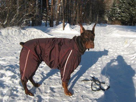 Как сшить одежду для собак своими руками пошаговый мастер класс Hunde Mantel Hunde Mantel