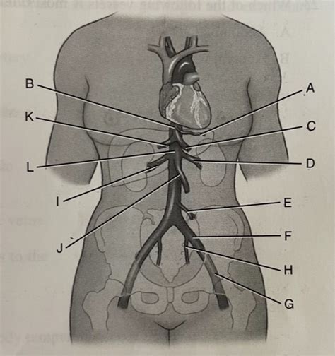 Chapter 17 Self Test Bontrager Diagram Quizlet
