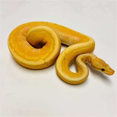 Banana Lori Pinstripe Ball Python Male 2022m01 By Bhb Reptiles