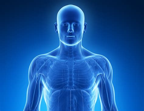Torso Anatomy Human Body General Science Quiz Quizizz