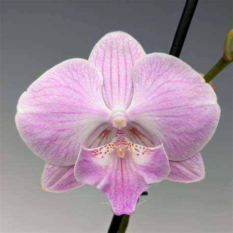 Phal Sweet Talk Orchidweb