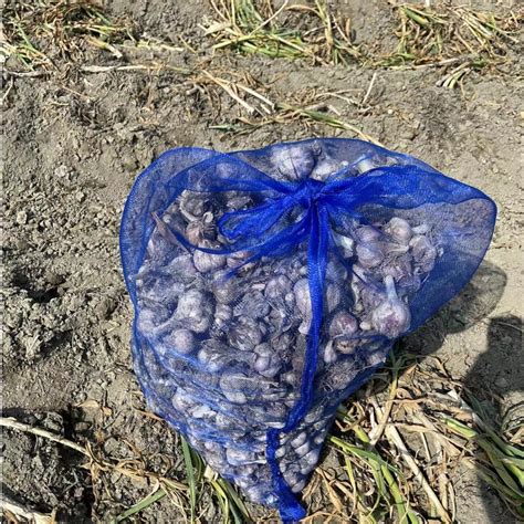 【高山兄弟】台灣蒜頭 雲林蒜頭 蒜頭 蒜球 蒜瓣 蒜米 手工整理 在地小農 自產自銷【f0004】全台供應 附網袋 蝦皮購物