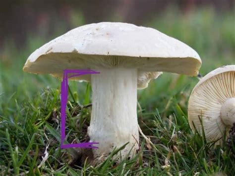 Micro Fungi Flashcards Quizlet