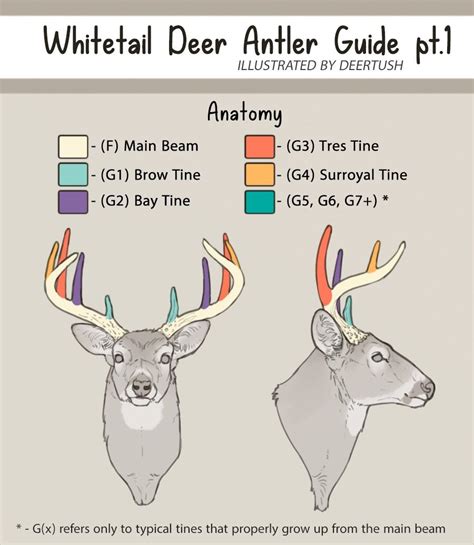 Deer Drawing Drawing Base Drawing Tips Human Anatomy Art Anatomy