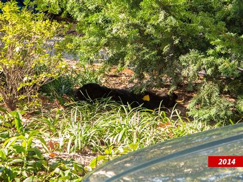 Robert F Kennedy Jr Não Está Sob Investigação Por Abandonar Urso Em Parque Jornal Txopela