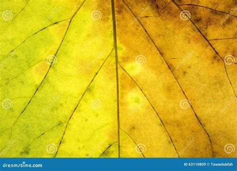 Abstract Green And Yellow Leaf Texture For Background Stock Image