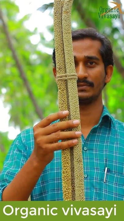 3 அடி நீளம் வரை வளரும் கம்பு கதிர்கள் Pearl Millet Cultivation
