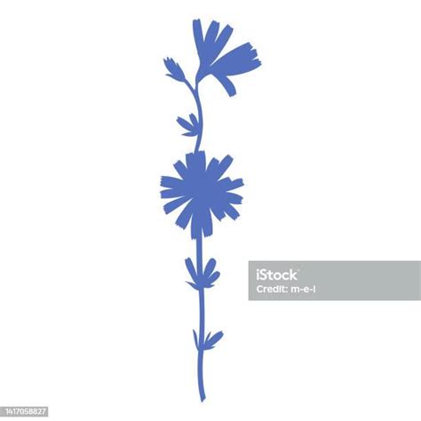 치커리 꽃 손으로 그린 그래픽 벡터 다채로운 일러스트 레이 션 의료 Endive 식물 디자인 인사말 카드 결혼식 모양 의학 차