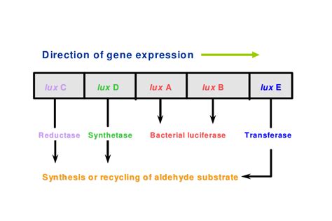 The E Coli Hb101 Pucd607 Luxcdabe Operon Download Scientific Diagram