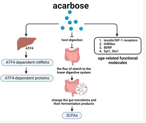 A Fairly Concise Review Of Six Anti Aging Pathways And The Drugs Which Affect Them Including