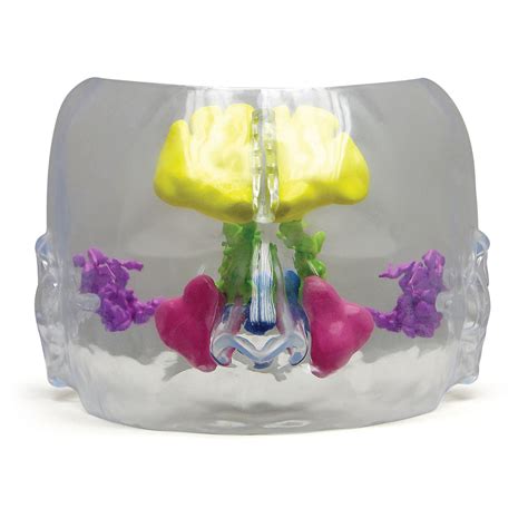 Clear Sinus Model Gpi 3d Anatomy