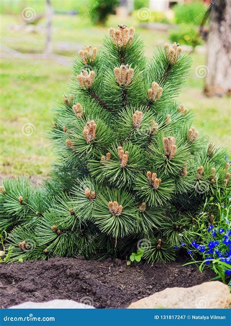 Decorative Dwarf Pine Grows In The Garden Stock Image Image Of Female