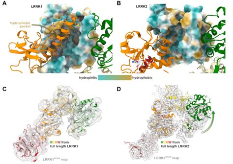 Figure S2 Interface Between Lrrk1s C Alpha Helix And The Cor B Domain