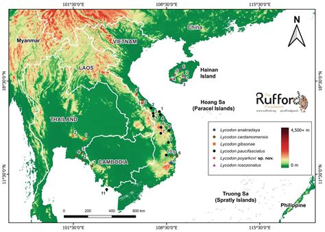 Species New To Science Herpetology • 2025 Lycodon Poyarkovi • A New
