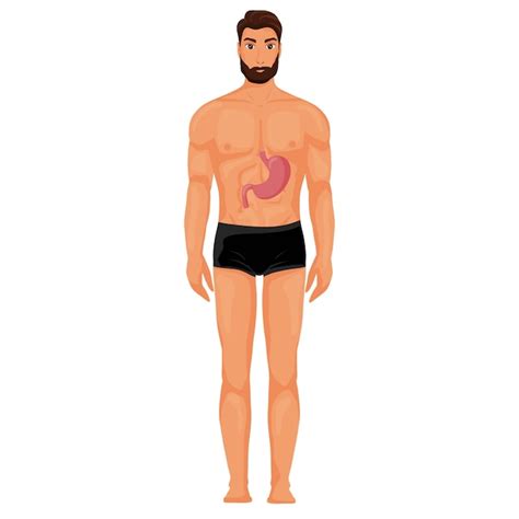 Premium Vector Stomach In Human Body Illustration