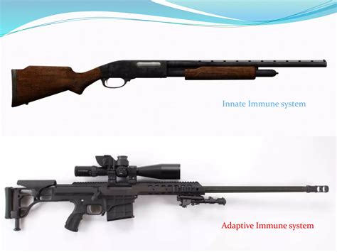 The Role Of Complement System In Acute Inflamation Ppt