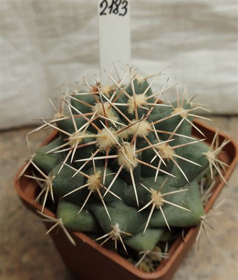 2183 Coryphantha Scheeri — Cactus Shop