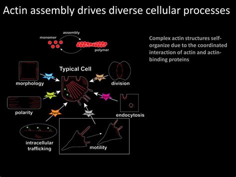 Ppt Collaborative Dynamics Of Enavasp And Fascin In Actin Filament