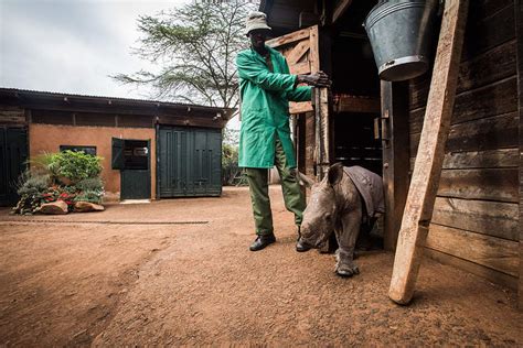 About White Rhinos White Rhino Conservation