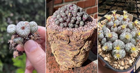 Conophytum Wittebergense Care And Growing Guide Succulent Garden Web