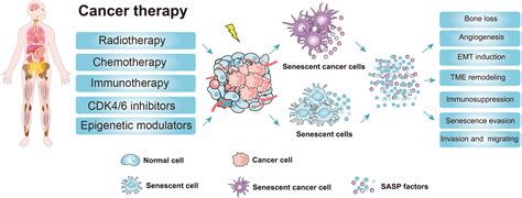 Frontiers Cellular Senescence A Double Edged Sword In Cancer Therapy