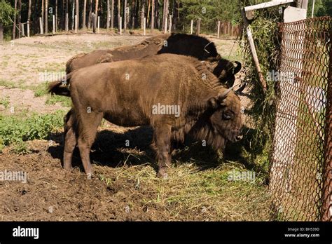 Bison Mating Season Hi Res Stock Photography And Images Alamy