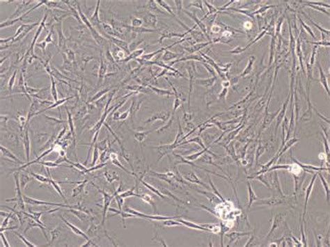 Rat Osteoblasts Innoprot Animal Primary Healthy Cells