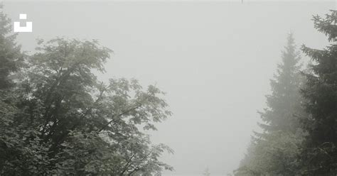 A Black And White Photo Of A Foggy Forest Photo Free Grey Image On