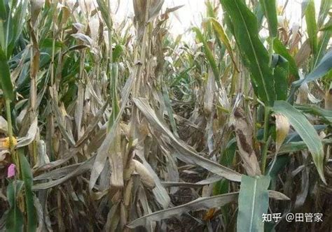 玉米收获前小心“暴死”，严重的可能绝收！ 知乎
