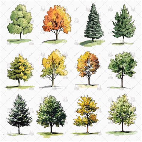 Architectural Tree Elevations 48 Vector Trees Ai Psd Png 