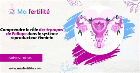 Trompes De Fallope Le Guide Pratique Sur Leur Fonctionnement