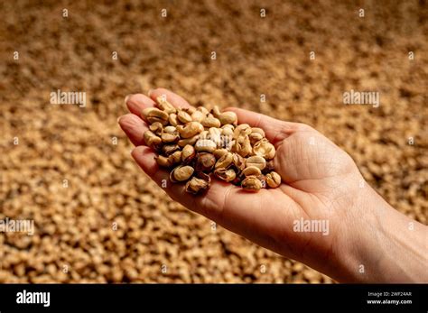 Close Up Hand With Raw Coffee Beans Heap Dry Green Seed Farmer S Hands
