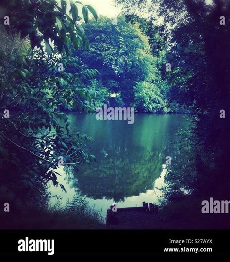 Portglenone Forest Refection Of A Tree In Water Stock Photo Alamy