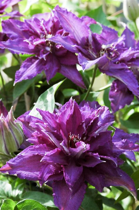 Clematis Maria Louise Clematis Maria Louise Online Kaufen