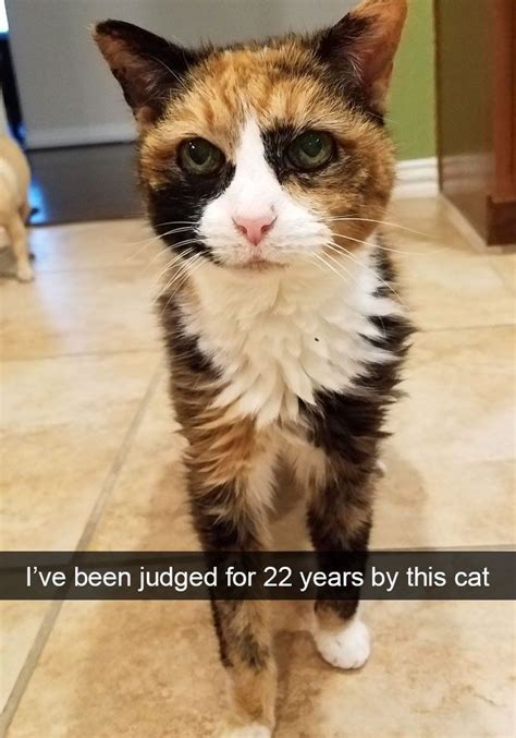 Cat Snaps Capturing The Greatness Of Cats Funny Cat Photos Cats