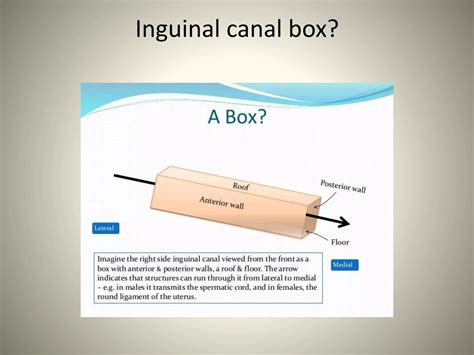 Inguinal Hernia Anatomy Pptx