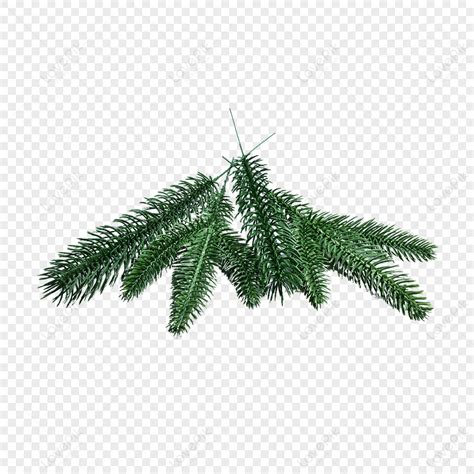 Pine Tree Leaves Png