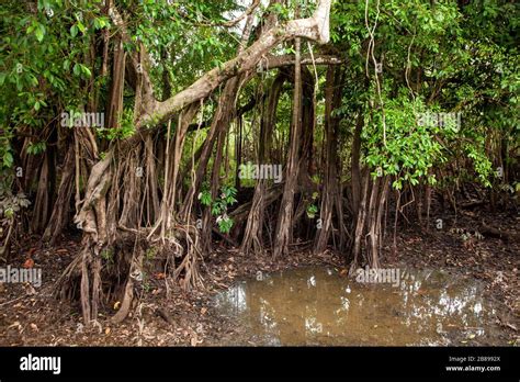 Swamp Roots Hi Res Stock Photography And Images Alamy