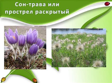 Сон трава или прострел раскрытый презентация онлайн