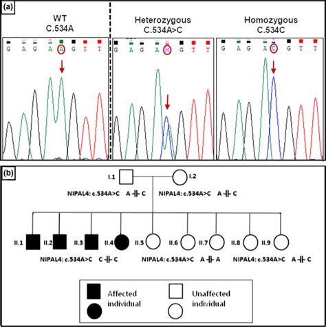 A Sequence Chromatograms Of The NIPAL4 Gene Ref Seq NG 016626 1