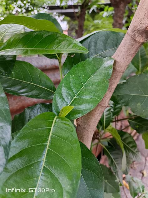 Infinix Gt Pro All Day Fps Gaming Master Edition Review Unbox Diaries