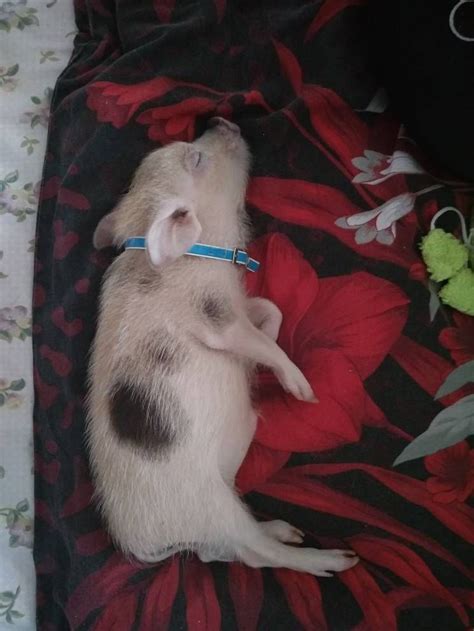 мини-пиг Пухлик | Cute animal pictures, Baby pigs, Cute pigs